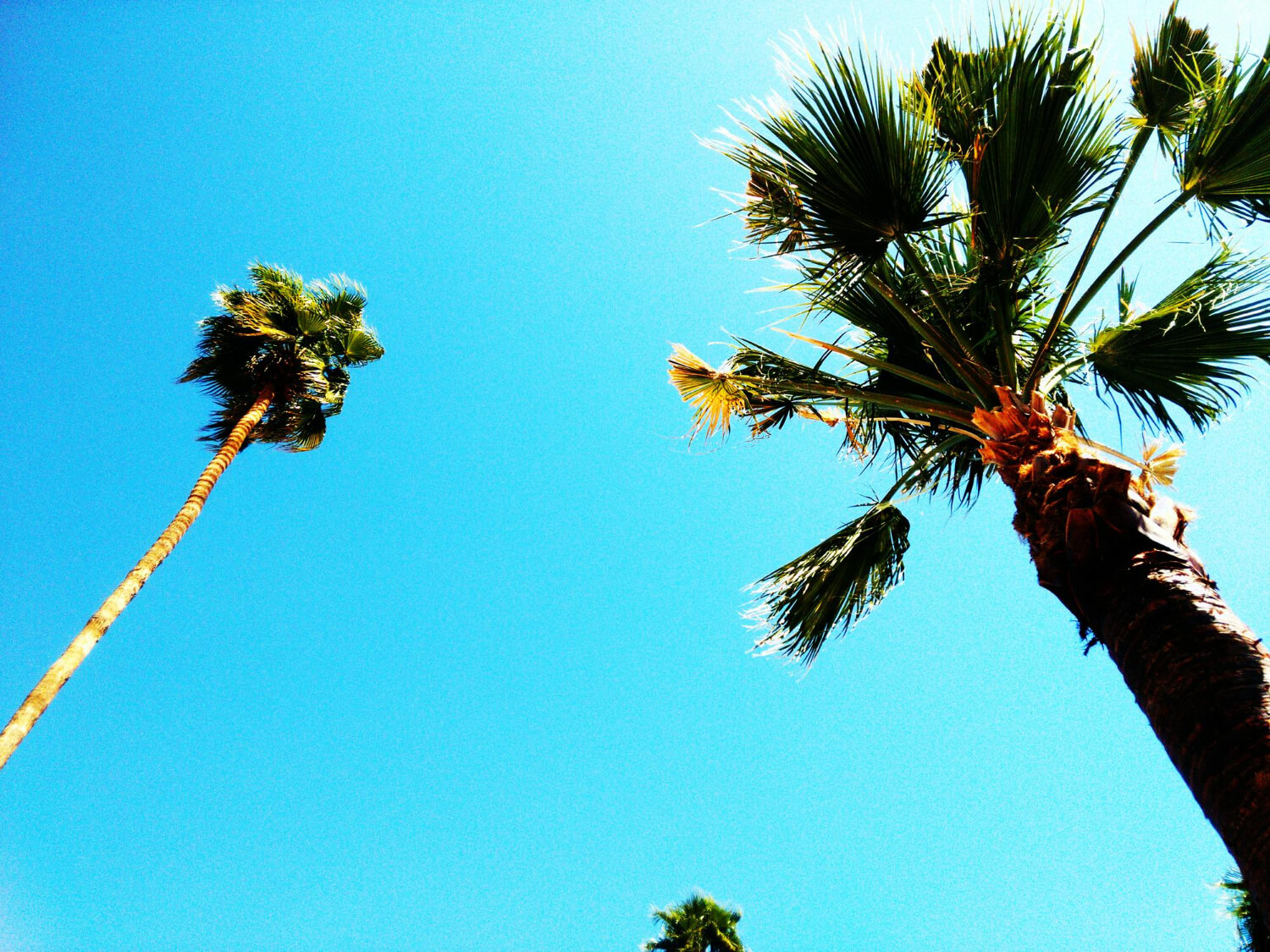 Why Should You Remove Unstable Palm Trees Before Storm Season